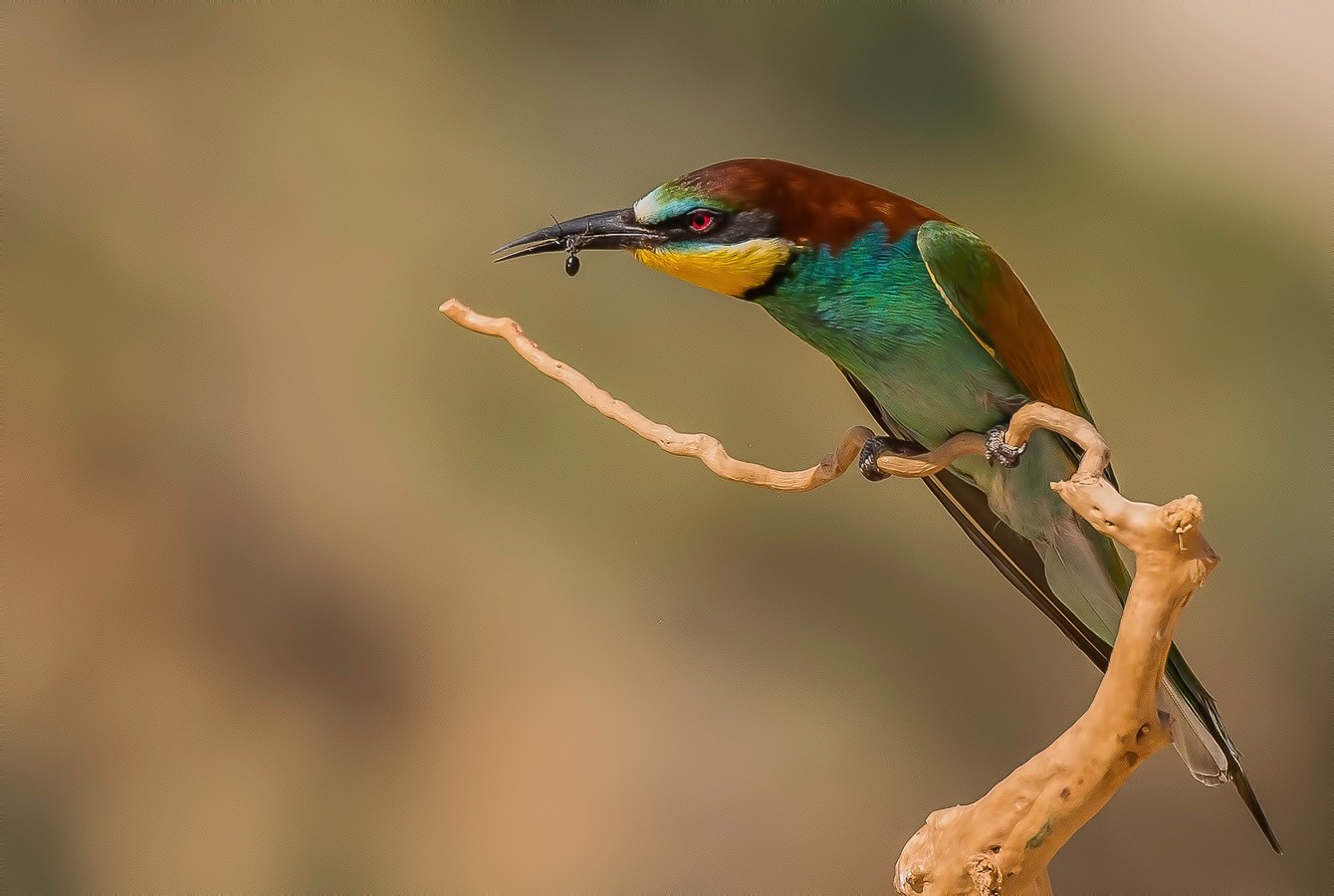 Moshe Mallal | תמונות שצולמו במצלמה NIKON D600