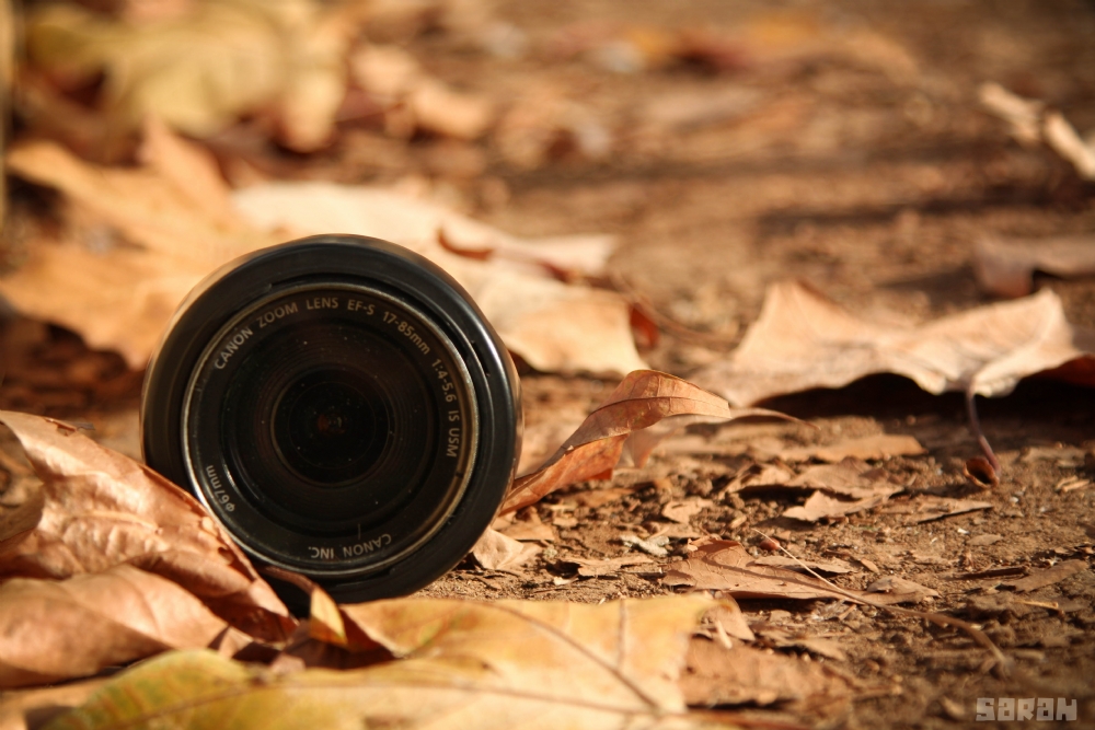 תמונות וצילומים של lipshutz lipshutz | תמונות לעיצוב הבית או המשרד