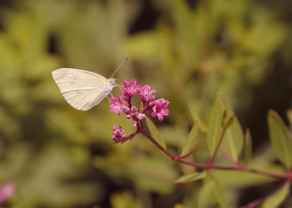 Robert Elstein | תמונות שצולמו במצלמה CANON EOS 60D