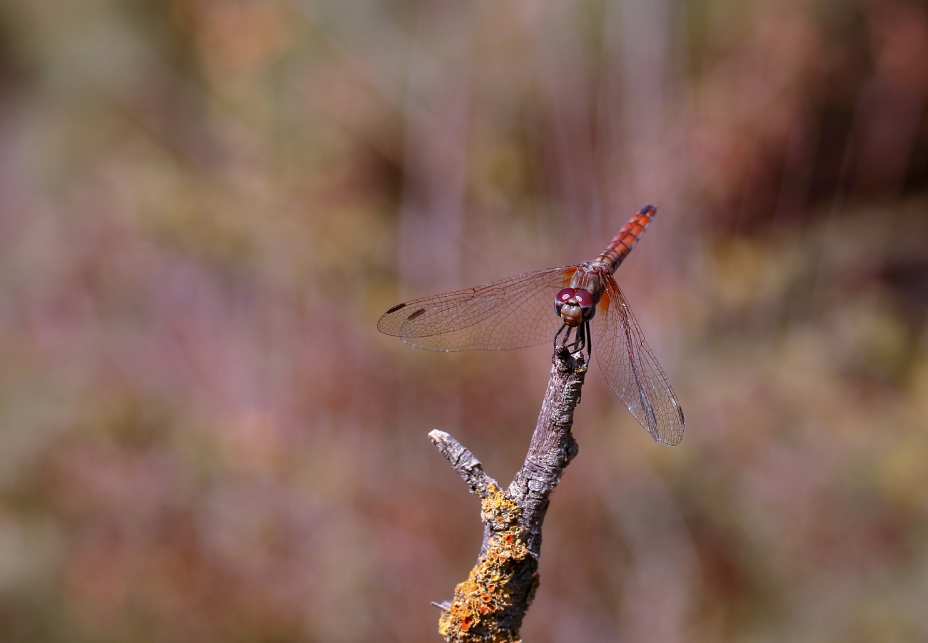 Robert Elstein | תמונות שצולמו במצלמה CANON EOS 80D