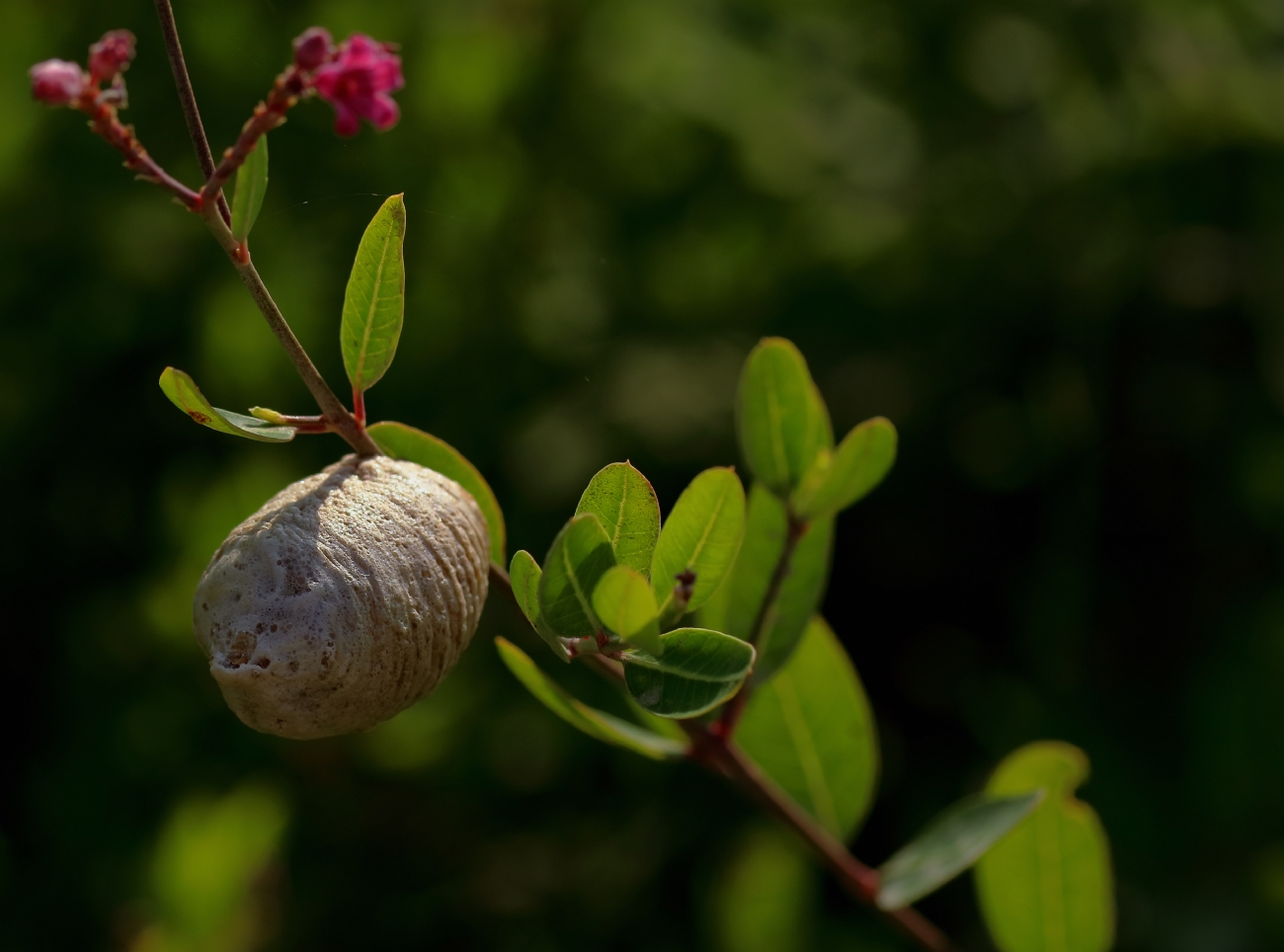 Robert Elstein | תמונות שצולמו במצלמה CANON EOS 80D