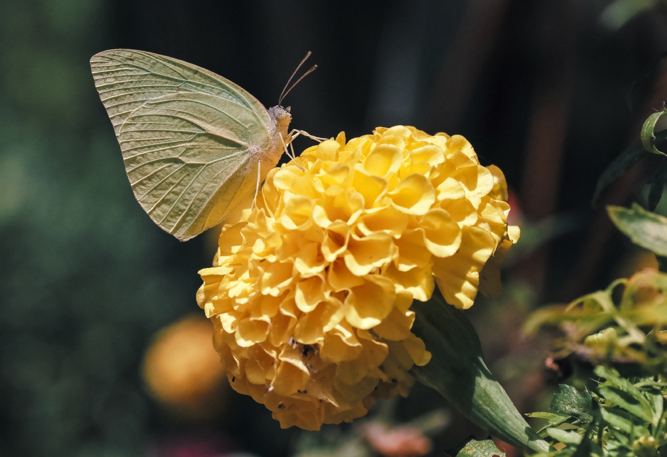 רשימת צלמים ואמנים באיזור | עמוד 2
