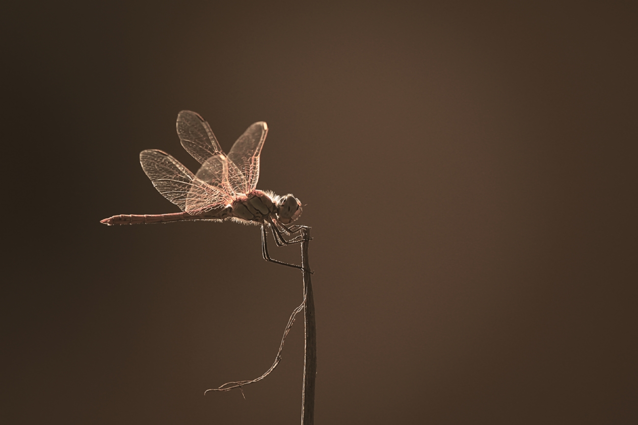 חדשות מעולם הצילום