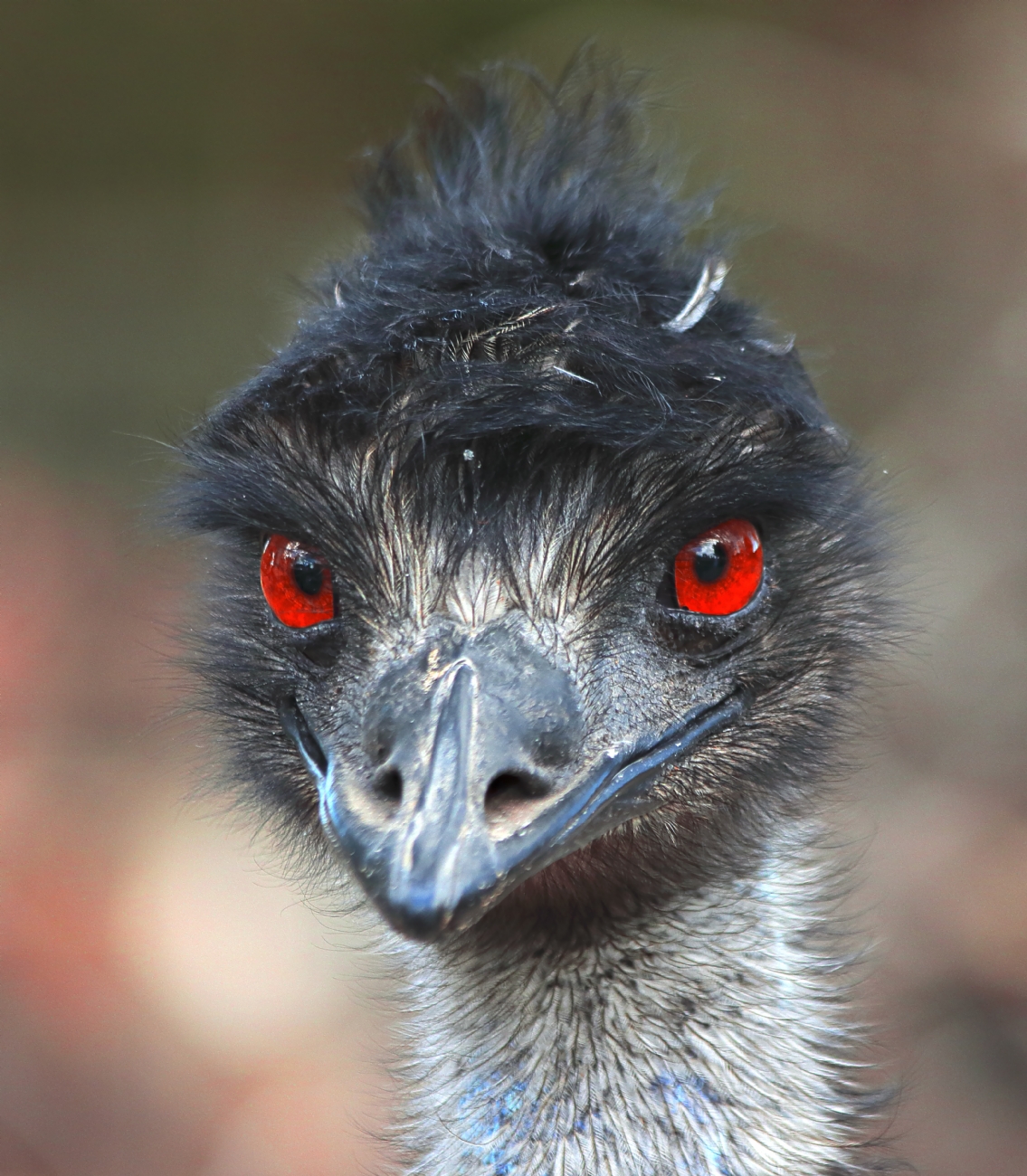 תמונות וצילומים של Robert Elstein | תמונות יפות לעיצוב הבית או המשרד