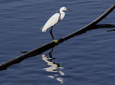 Robert Elstein | תמונות שצולמו במצלמה CANON EOS 60D