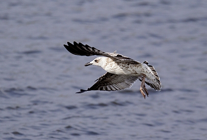 Robert Elstein | תמונות שצולמו במצלמה CANON EOS 60D